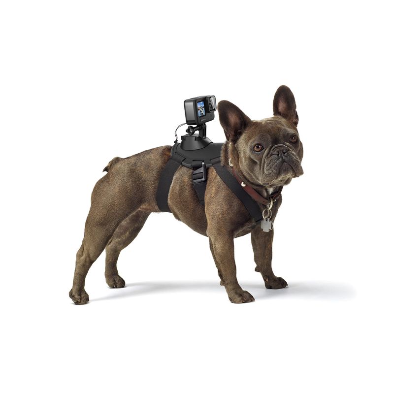 GoPro Fetch Dog Harness - Official GoPro Mount - Online Marketplace ...