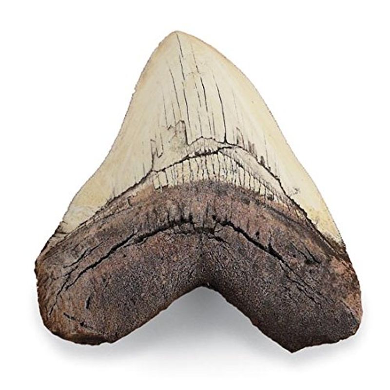 Nature-Watch Miocene Shark Tooth Replica - Online Marketplace - EveryMarket