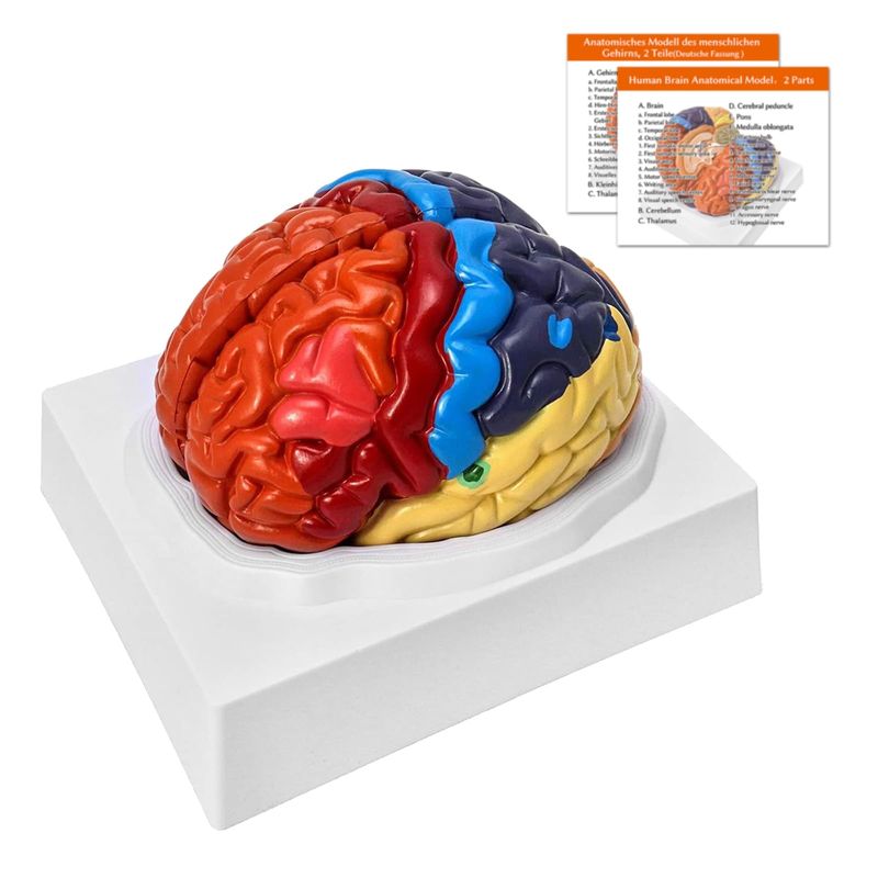 Human Brain Anatomy Model 2 Parts, Color-Coded Partitioned Brain ...