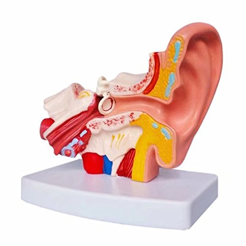 MKDental Human Ear Joint Simulation Model Medical Anatomy PVC Plastic ...