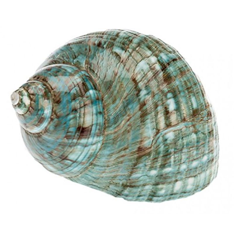NaDeco Turbo Burgos, polished and polished, approx. 7 cm, Turbo ...