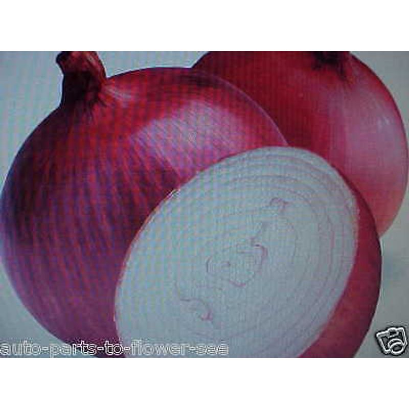 50 SEEDS LARGE "SWEET" MILD RED ONION SEEDS CLASSIC HAMBURGER FAVORITE ...
