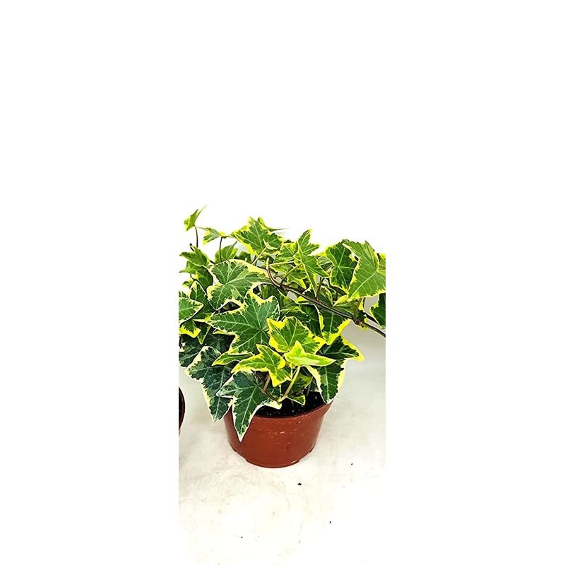 Gold Child English Ivy 3" Pot 'Hedra Helix Plant' - Online Marketplace ...