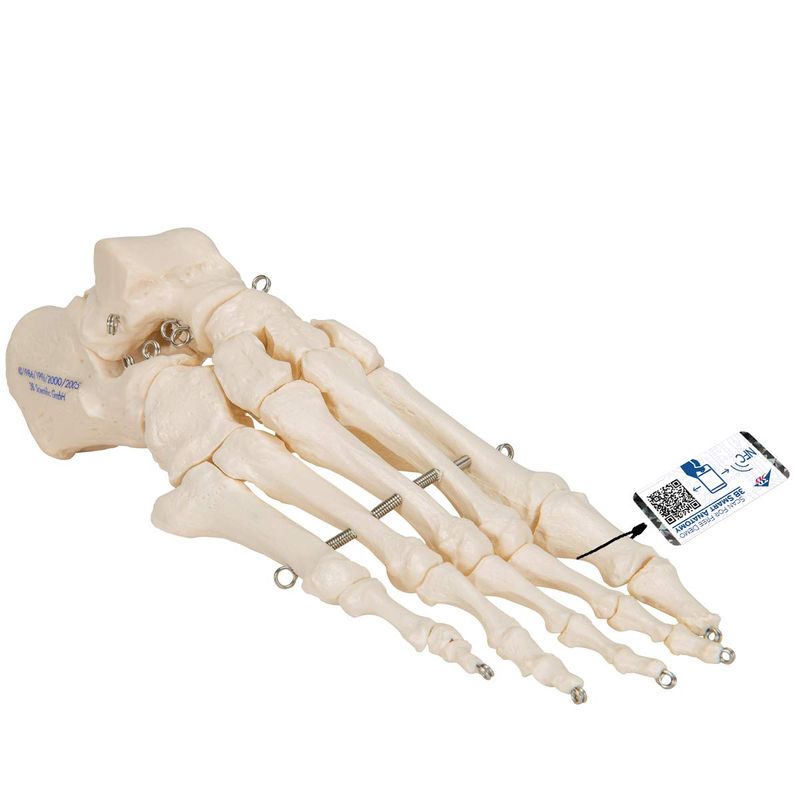 3B Scientific A30 Foot Skeleton Model + free Anatomy App - 3B Smart ...