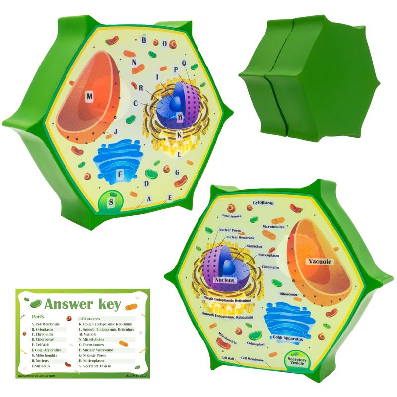 Cross Sectional Foam Plant Cell Model | Great for Adult Learning, Teaching & STEM Kits | Clearly ...