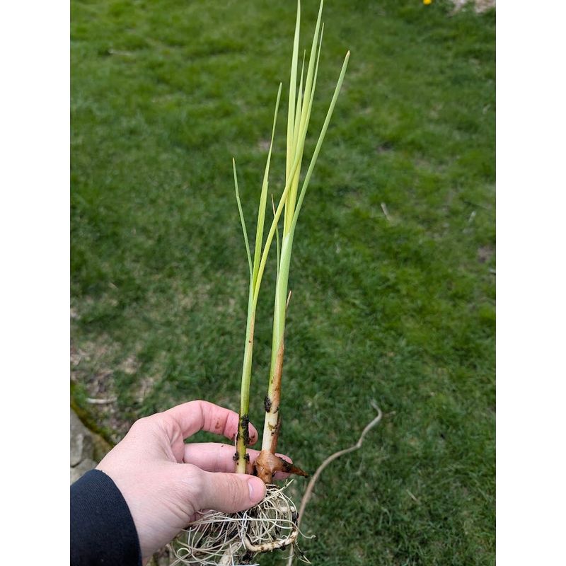Live Cold Hardy Dwarf Cattail Aquatic Marginal Pond Plant - Buy 2 Get 1 ...