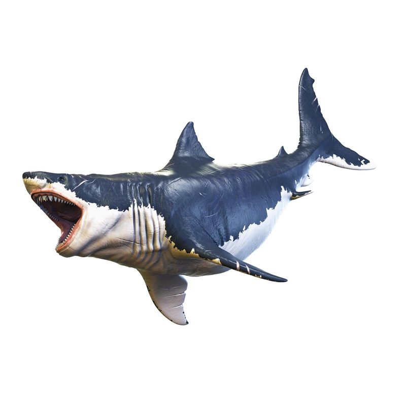 12" Megalodon #2 Shark Wall Decal Sticker Ocean Under The Sea Kids Room ...
