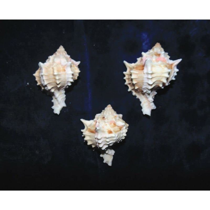 Three (3) 2 to 3" Pink Murex Sea Shell Nautical Beach Decor Tropical ...