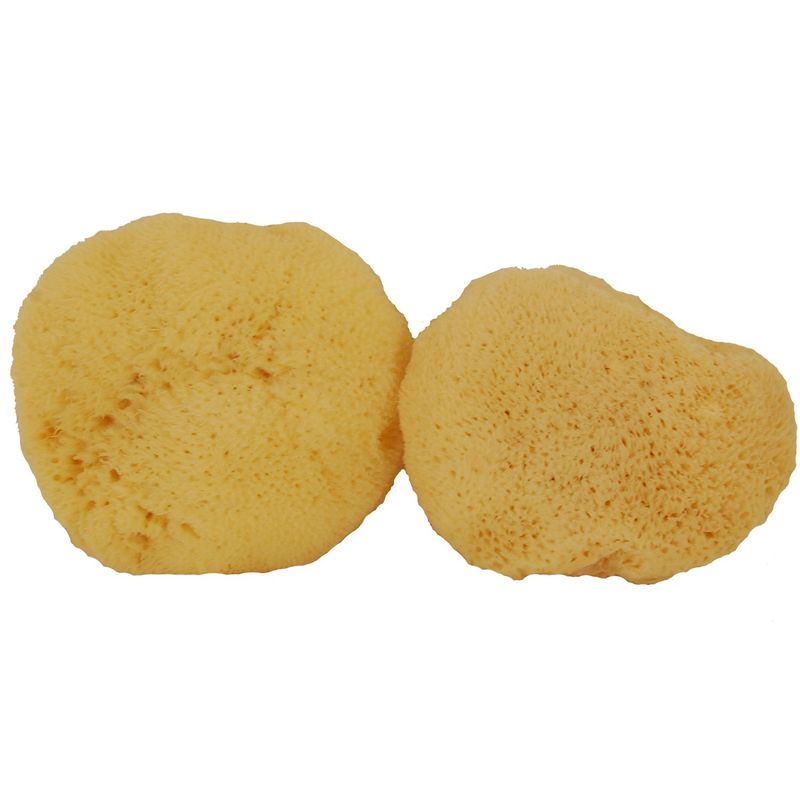 Sea Pearls Plus (Extra Large + Firm) Reusable Sea Sponges - Online ...