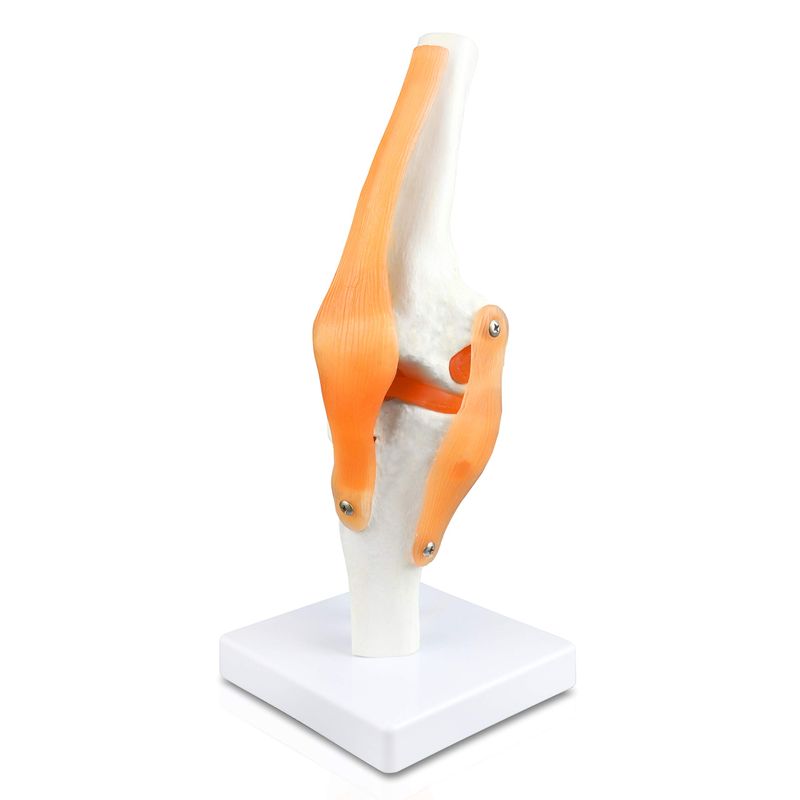 Jackson Global JS00022 Knee Joint Model | Shows The Natural Movements ...