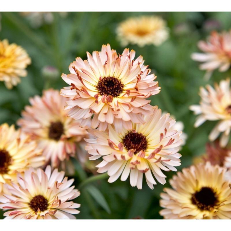 Calendula SUNSET BUFF Pink Double Blooms Bi-Colored Heirloom Non-GMO 50 ...