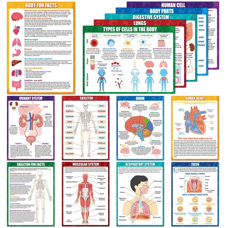 14Pcs Human Anatomy Posters Educational Learn Body Parts physiology ...
