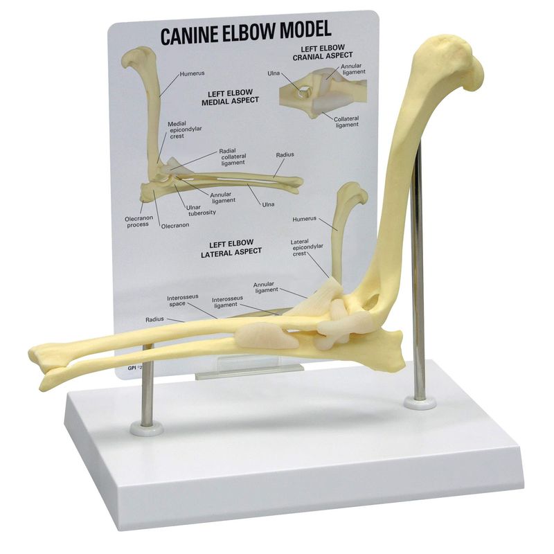 GPI Anatomicals - Canine Elbow Model, Normal Elbow Joint Replica for ...
