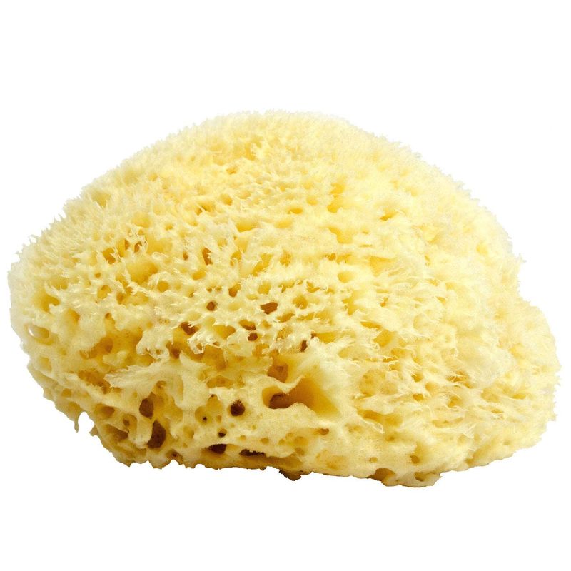 Neptune Natural Sea Wool Sponge - All Natural Honeycomb Renewable Sea ...