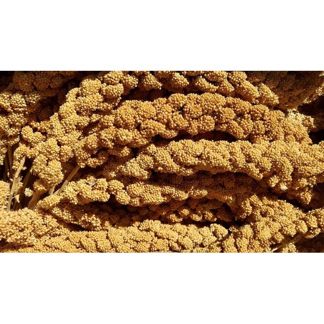 California Golden Spray Millet for Birds - Premium Spray Millet ...