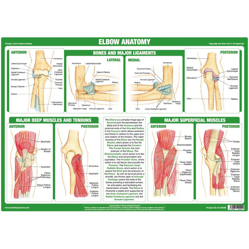 Joint Anatomy Chart Series (A3 Laminated, Elbow Joint) - Online ...