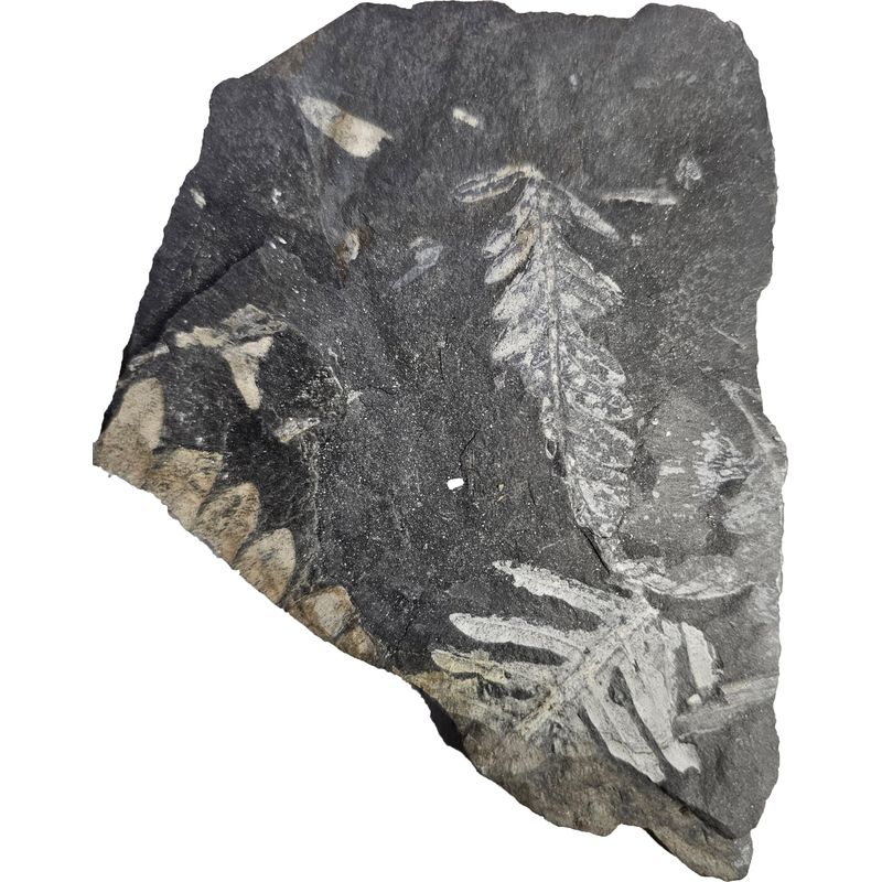 StarStuff.Rocks Authentic Rock, Crystal, Mineral, and Fossil Collection ...