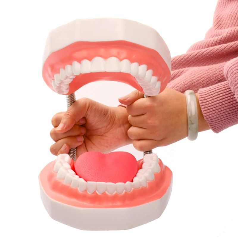 SENKAR Tooth Models, Human Body Models, Dentist Instrument Toys, 6x ...