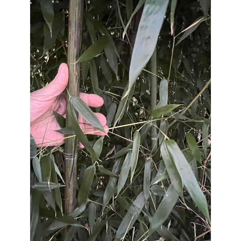 Bamboo Clumping -Sunset Glow Monrovia Nursery Originally From - EveryMarket