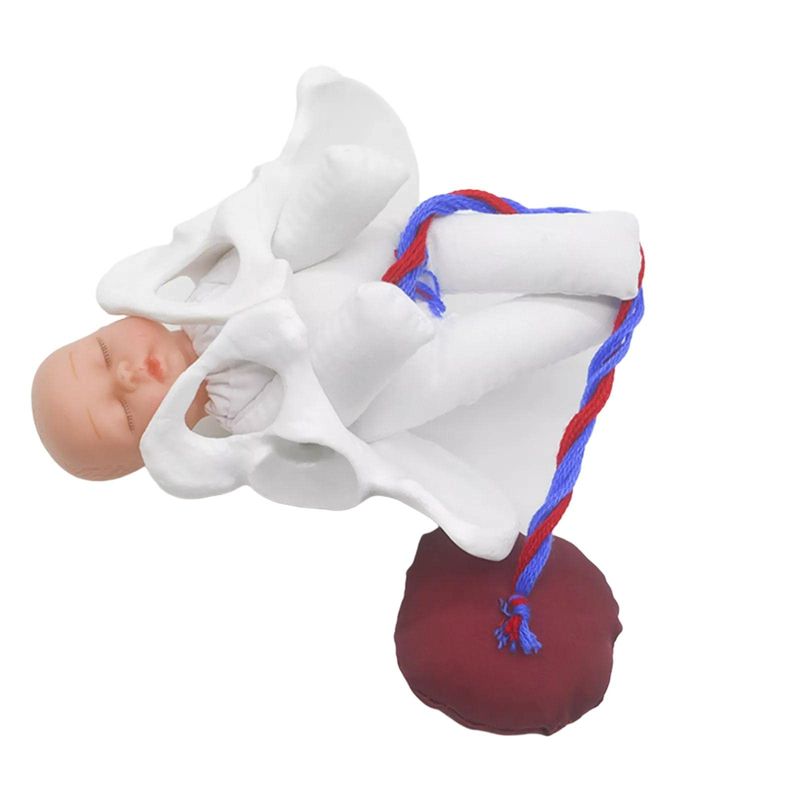 AMLESO Human Female Pelvis Model Childbirth, Mini Female Pelvis ...