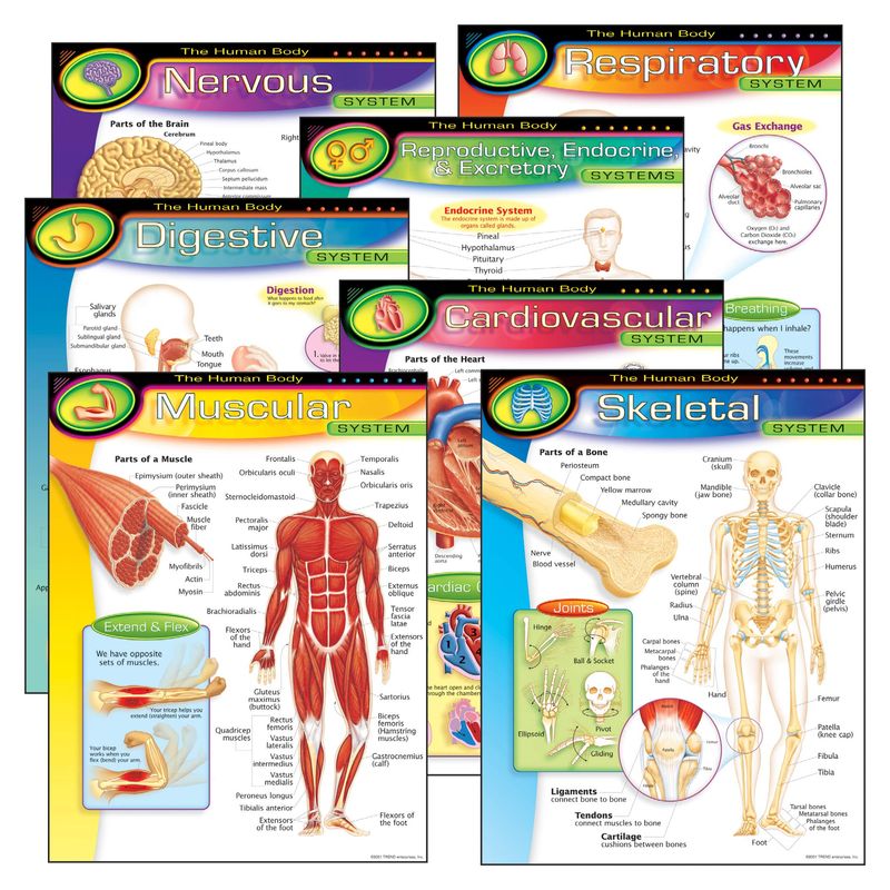 TREND Enterprises, INC. T-38913 The Human Body Learning Charts Combo ...