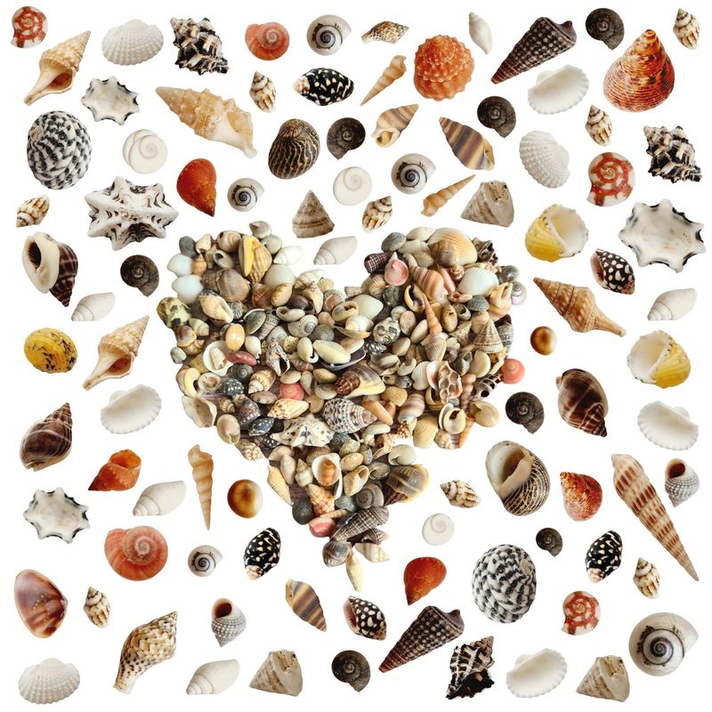 Avalon 150 Pcs Tiny Mixed Sea Shells – The Essence of Ocean Beauty for ...