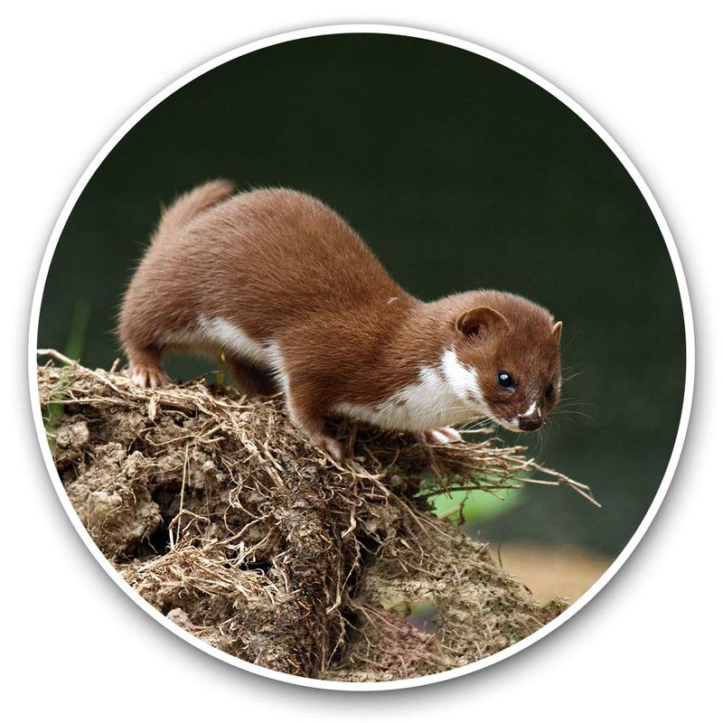 Vinyl Stickers (Set of 2) 30cm - Brown Wild Weasel Animal 12767 ...