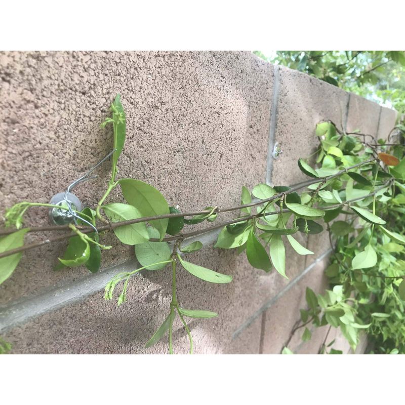 50-Piece Anchors for Trellis, Vine, Wall Climbing Plants, Lighting ...