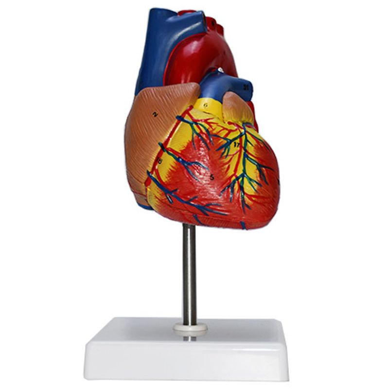 Life Size Human Heart Anatomical Model, 2-Part Educational Medical ...