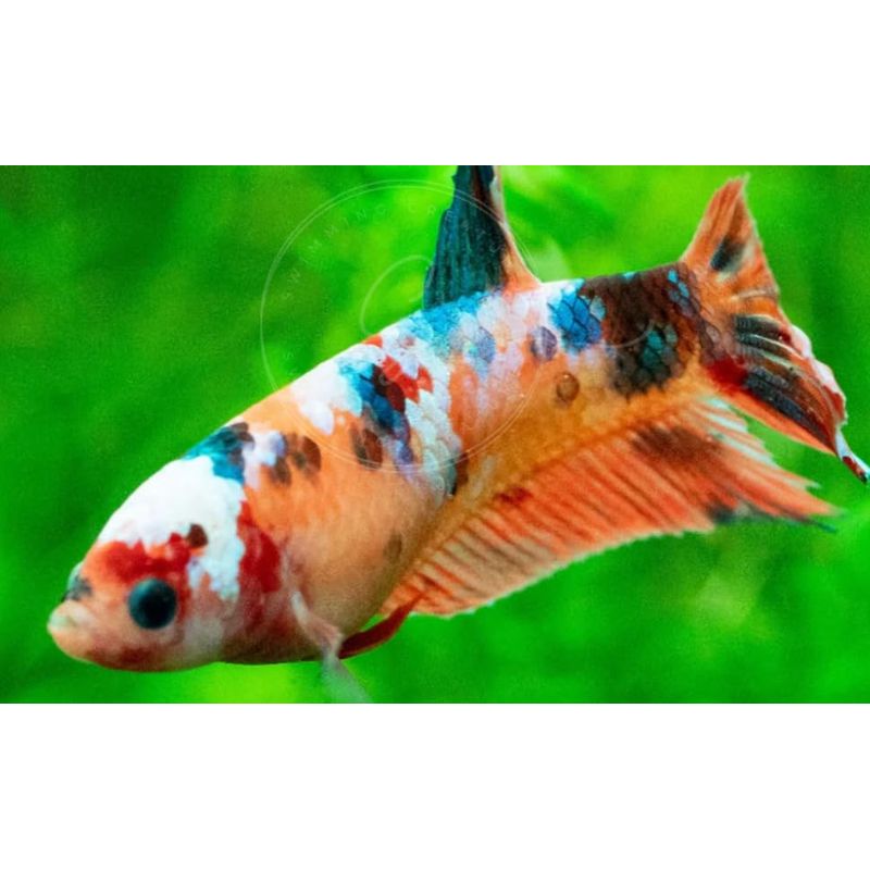 Swimming Creatures™ Betta Live Freshwater Aquarium Fish (Female Koi ...