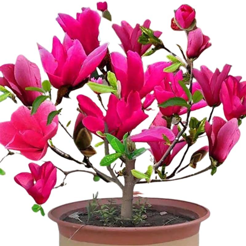 Red Jane Magnolia Live Plant Shrub Bush Tree Seedling Flowering ...