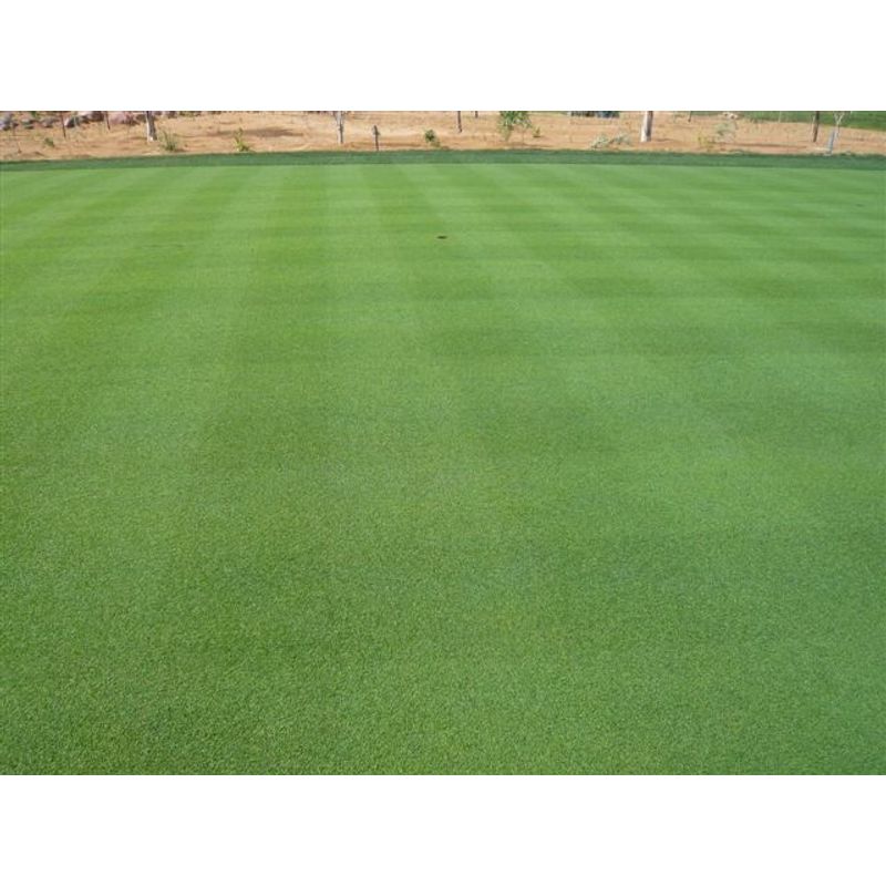 007 Creeping Bentgrass Seed 80,000 seeds - Online Marketplace - EveryMarket