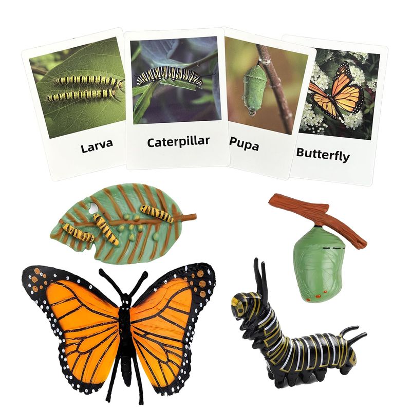 Mbrain 4pcs Butterfly Growth Cycle with Flash Cards,Life Cycle Learning ...