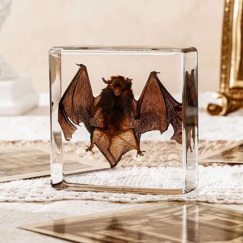 Taxidermy Bat, Real Bat Taxidermy Animals, Oddities Taxidermy, Resin ...
