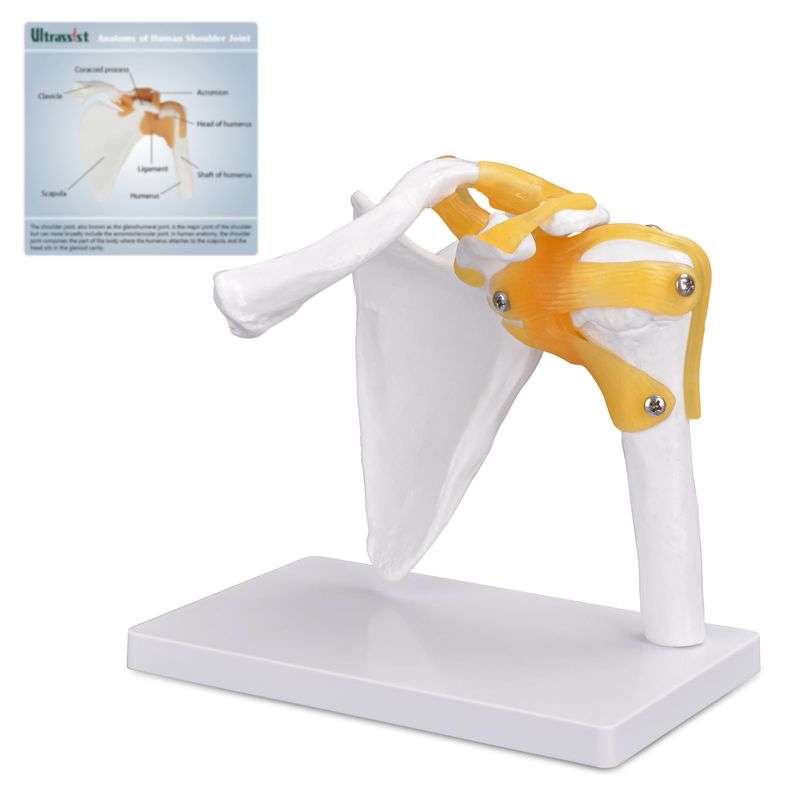 Ultrassist Human Shoulder Joint Model with Ligaments, Flexible 1:1 ...