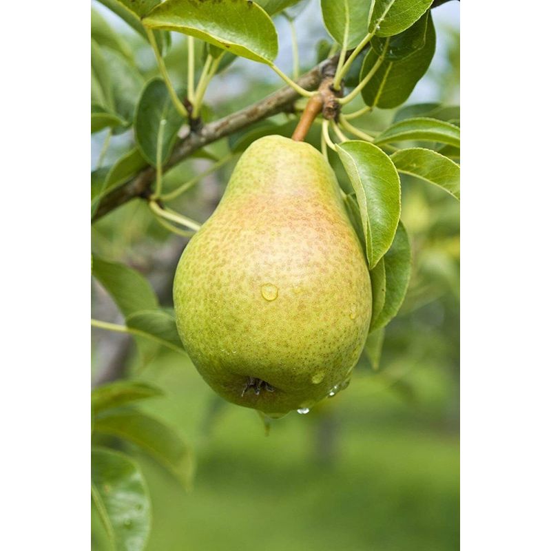 8 Pear Tree Seeds Grow Fruit Bearing Pear Tree - EveryMarket