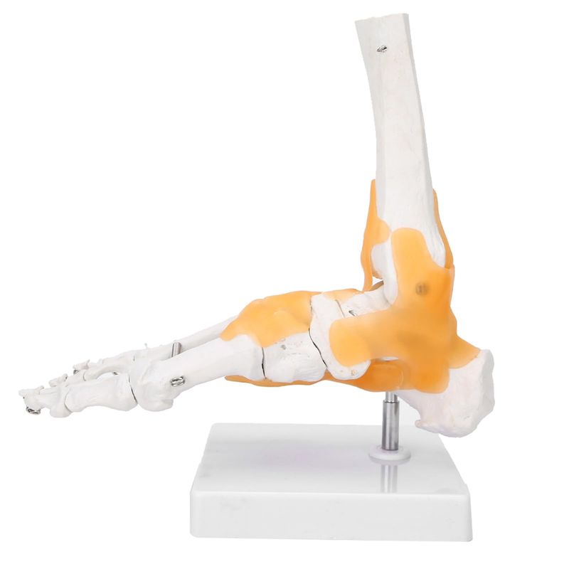 Scientific Human Foot Ankle Model,Life Size Medical Anatomy Foot ...
