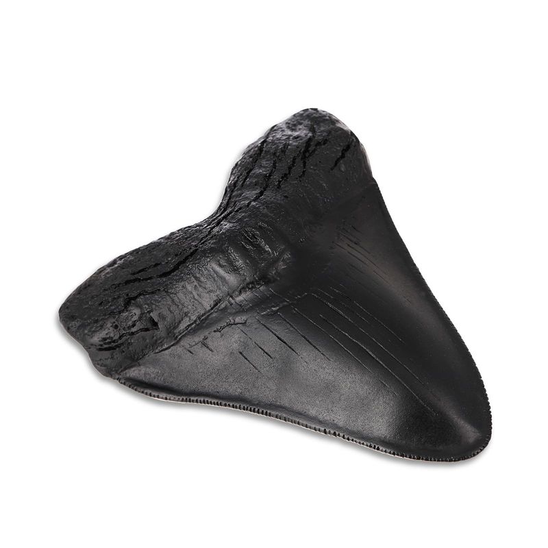 Megalodon Tooth, Black Shark Tooth,Megalodon Fossil with Serrations ...
