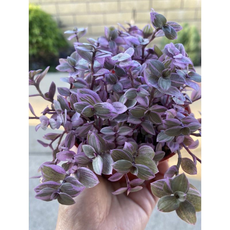 4” Pot of RARE Pink Lady, Pink Panther, Tradescantia Rainbow, Wandering ...