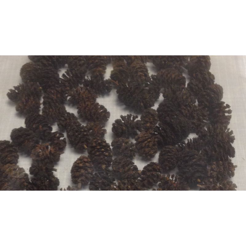 catappa-leaves Alder Cones ~ 1000 Pieces (= 400g), Black Alder, Alnus ...