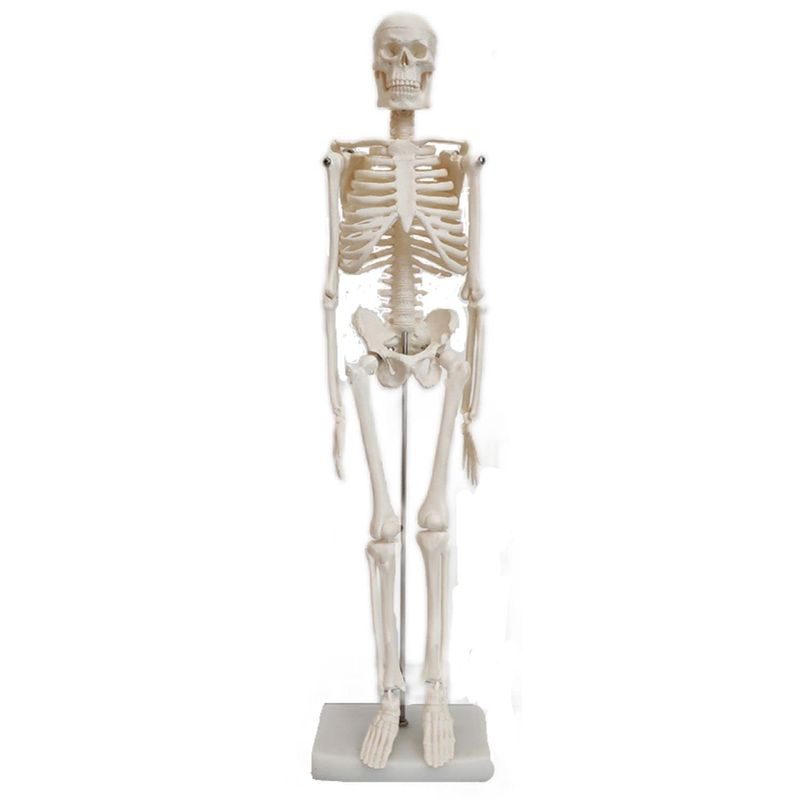 SevenTone Whole Body Skeleton Model, 17.7 inches (45 cm), Skeleton ...