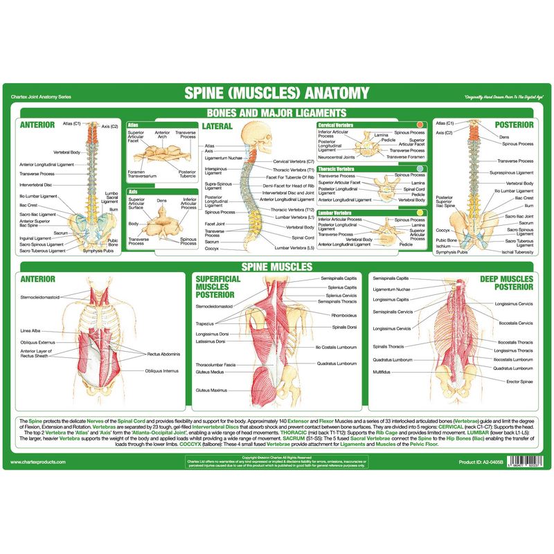 Joint Anatomy Chart Series (A2 Paper Format, Spine Muscles) - Online ...