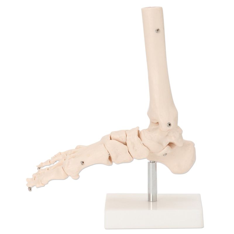 7 Wellne Foot Joint Model, Life-Size [Human Body Model, Skeleton Model ...