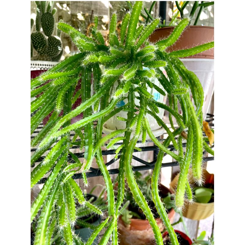 Mouse tails Rhipsalis Baccifera Horrida SUCCULENT Cactus rooted in 4 ...