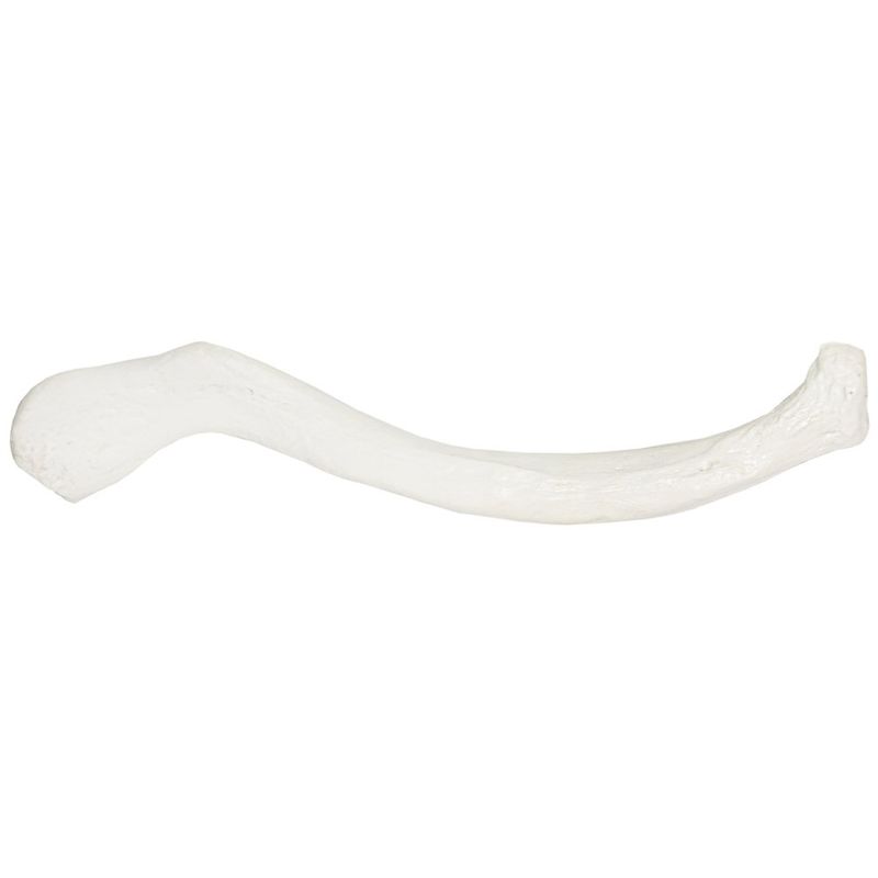 Axis Scientific Clavicle Bone Model | Left | Cast from Real Human ...