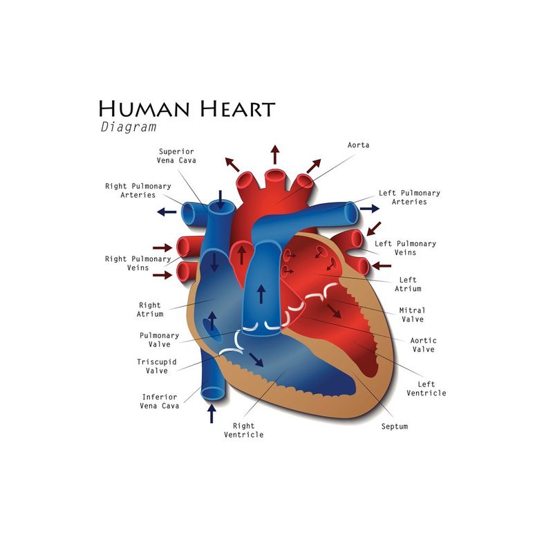 Human Heart Diagram Anatomy Diagram Educational Chart Cool Wall Art ...