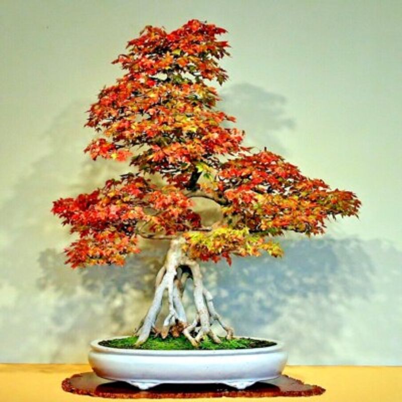 20 Trident Maple Tree Seeds (Acer buergerianum) Hardy Fall Colors ...