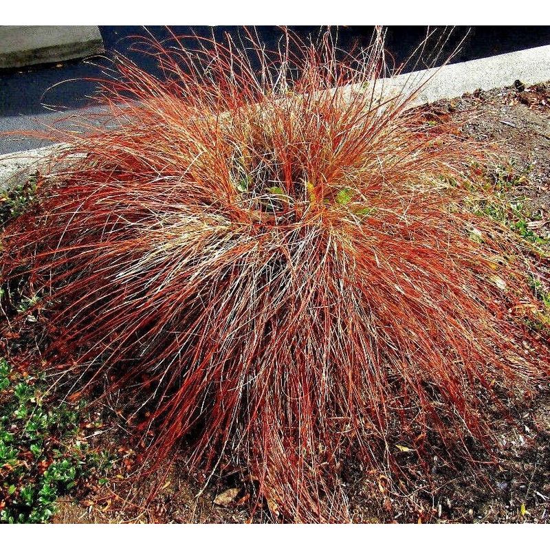 ORANGE SEDGE GRASS 100 SEEDS, CAREX TESTACEA, HARDY PERENNIAL ...