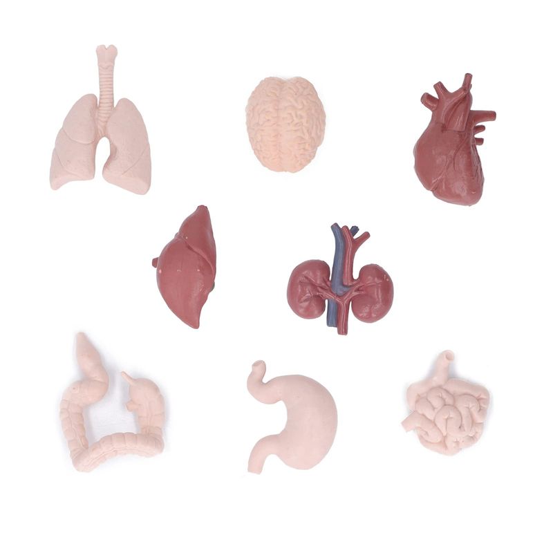 Human Organ Model Simulation Body Anatomy Educational Tool Brain Heart ...