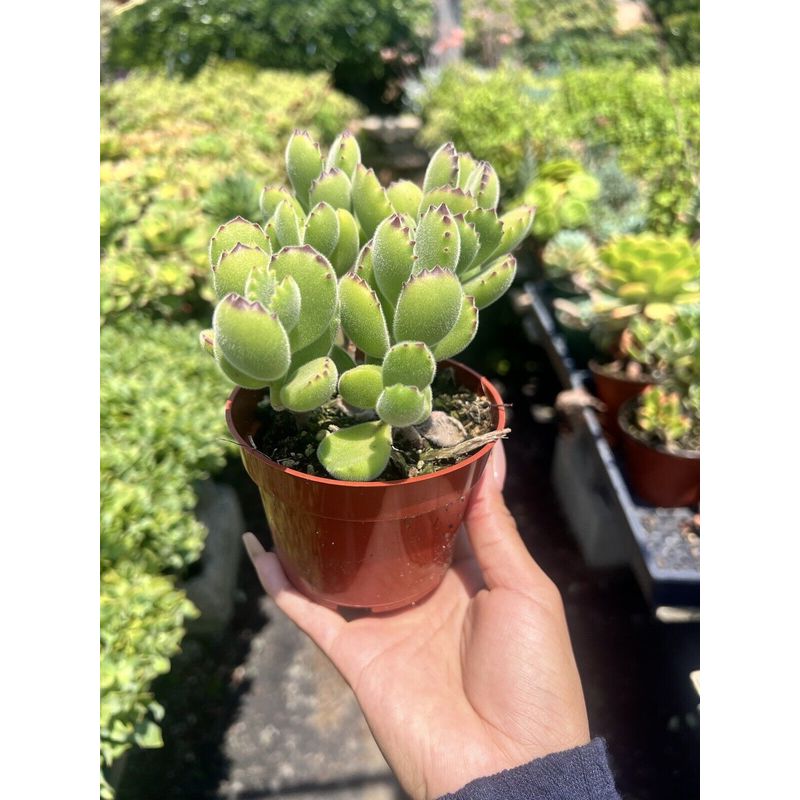 Succulent Cotyledon Tomentosa Bear Paws 1 Fuzzy 4" Live Rooted Plant ...